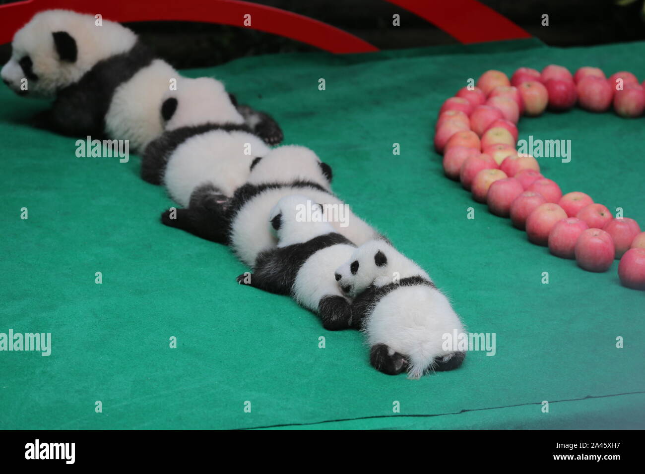 Giant panda cubs born in 2019 including world's heaviest captive-bred ...