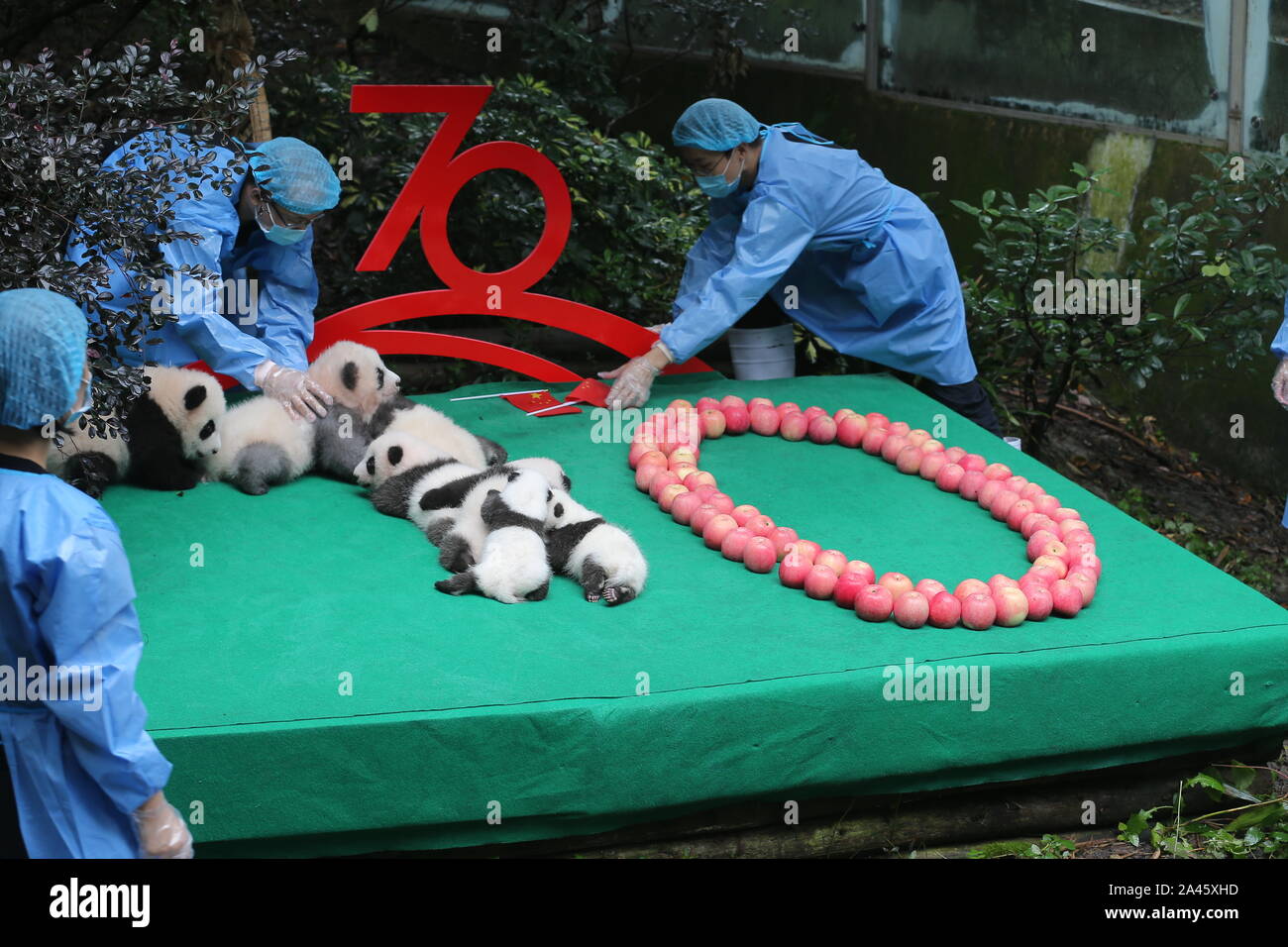 Giant panda cubs born in 2019 including world's heaviest captive-bred ...