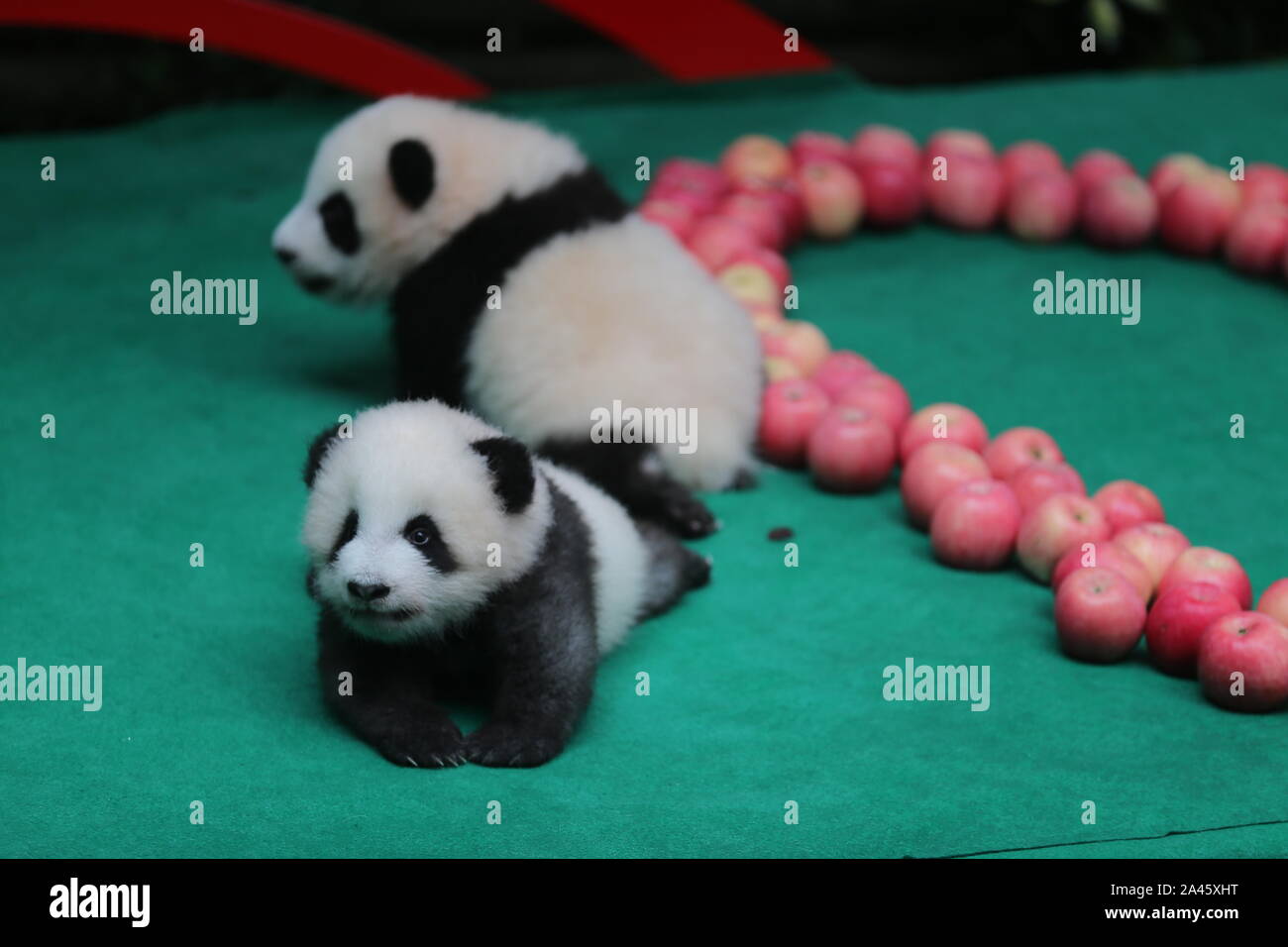 Giant panda cubs born in 2019 including world's heaviest captive-bred ...