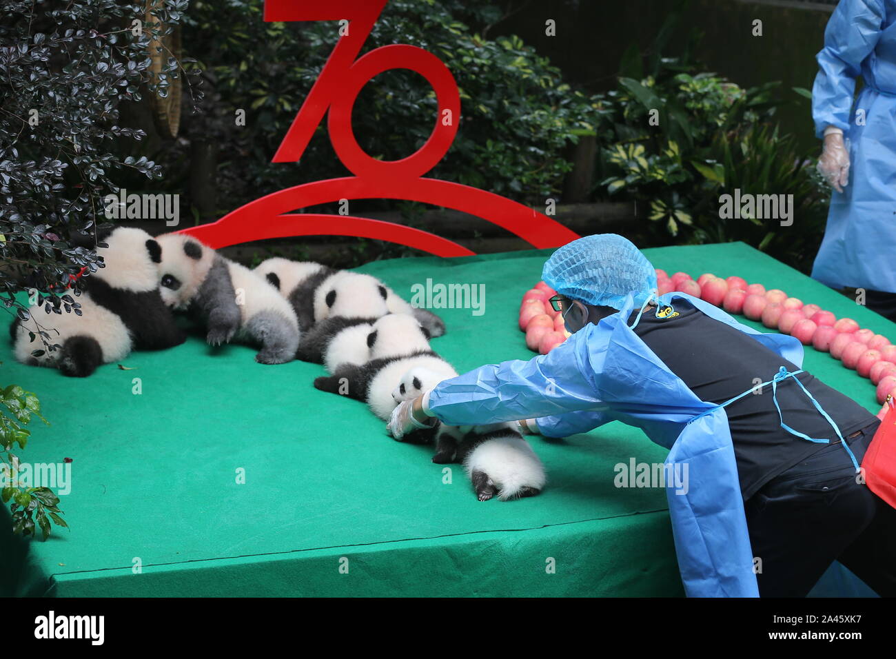 Giant panda cubs born in 2019 including world's heaviest captive-bred ...