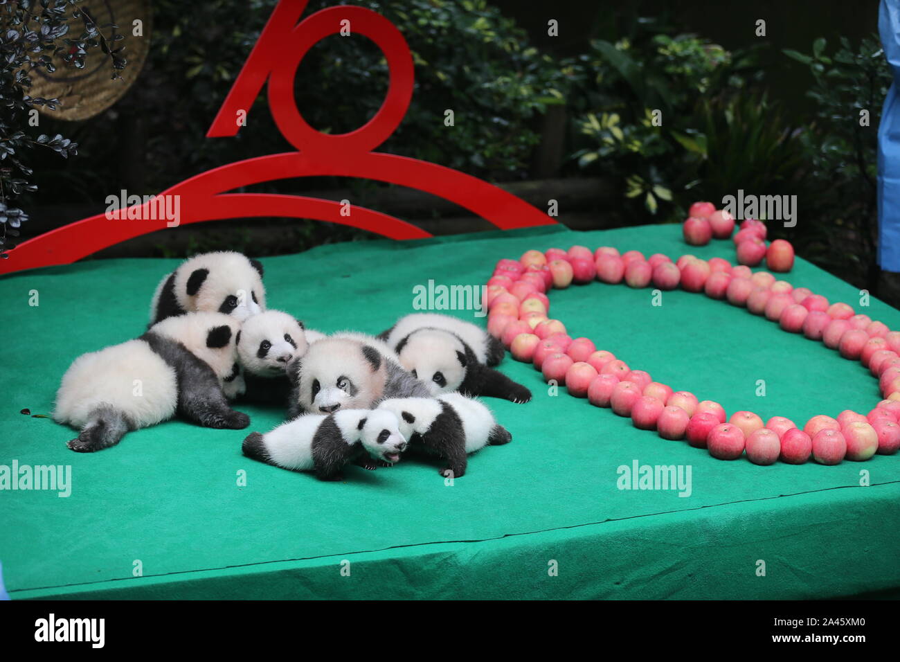 Giant panda cubs born in 2019 including world's heaviest captive-bred ...