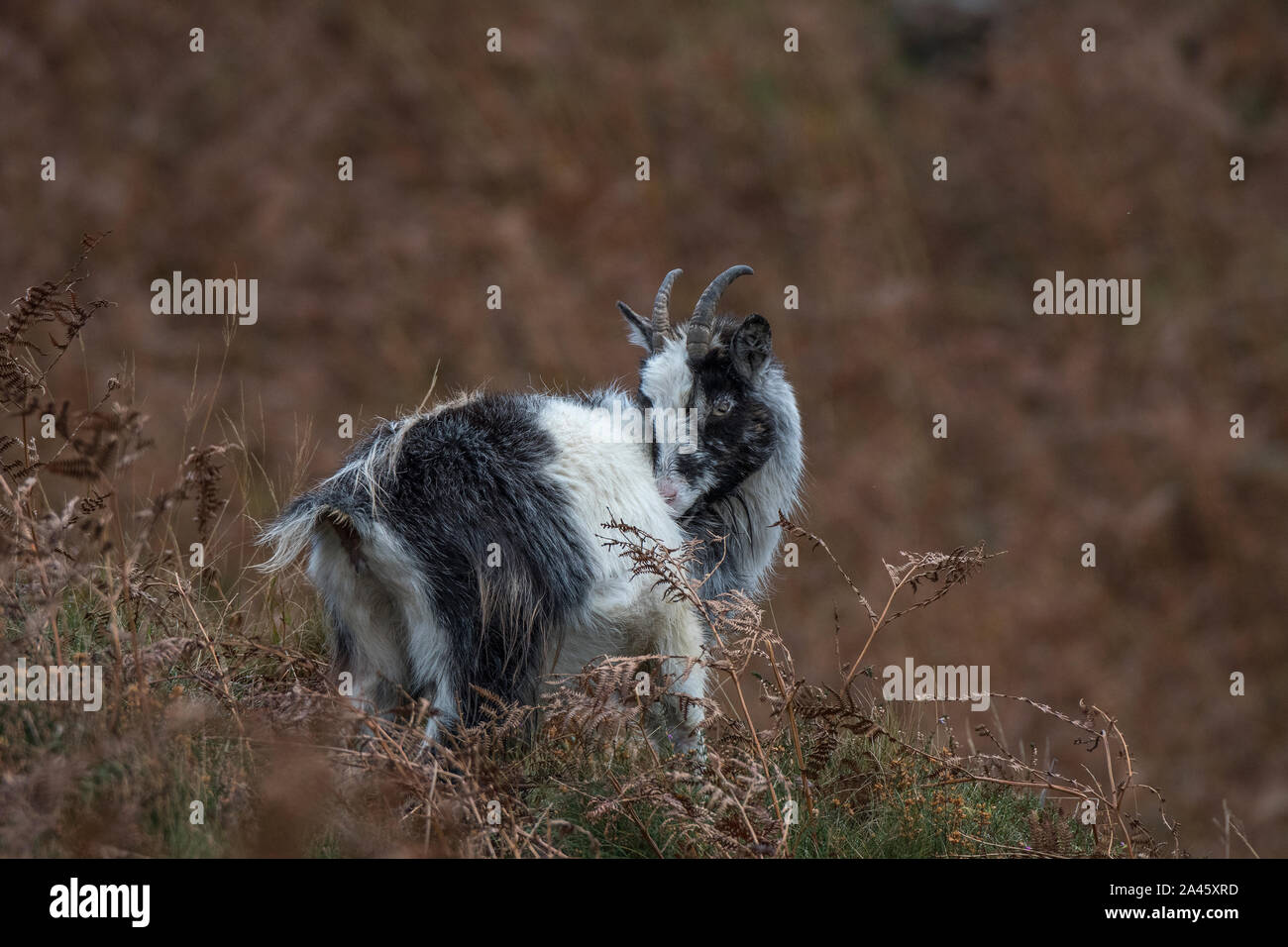 Goat park hi-res stock photography and images - Alamy