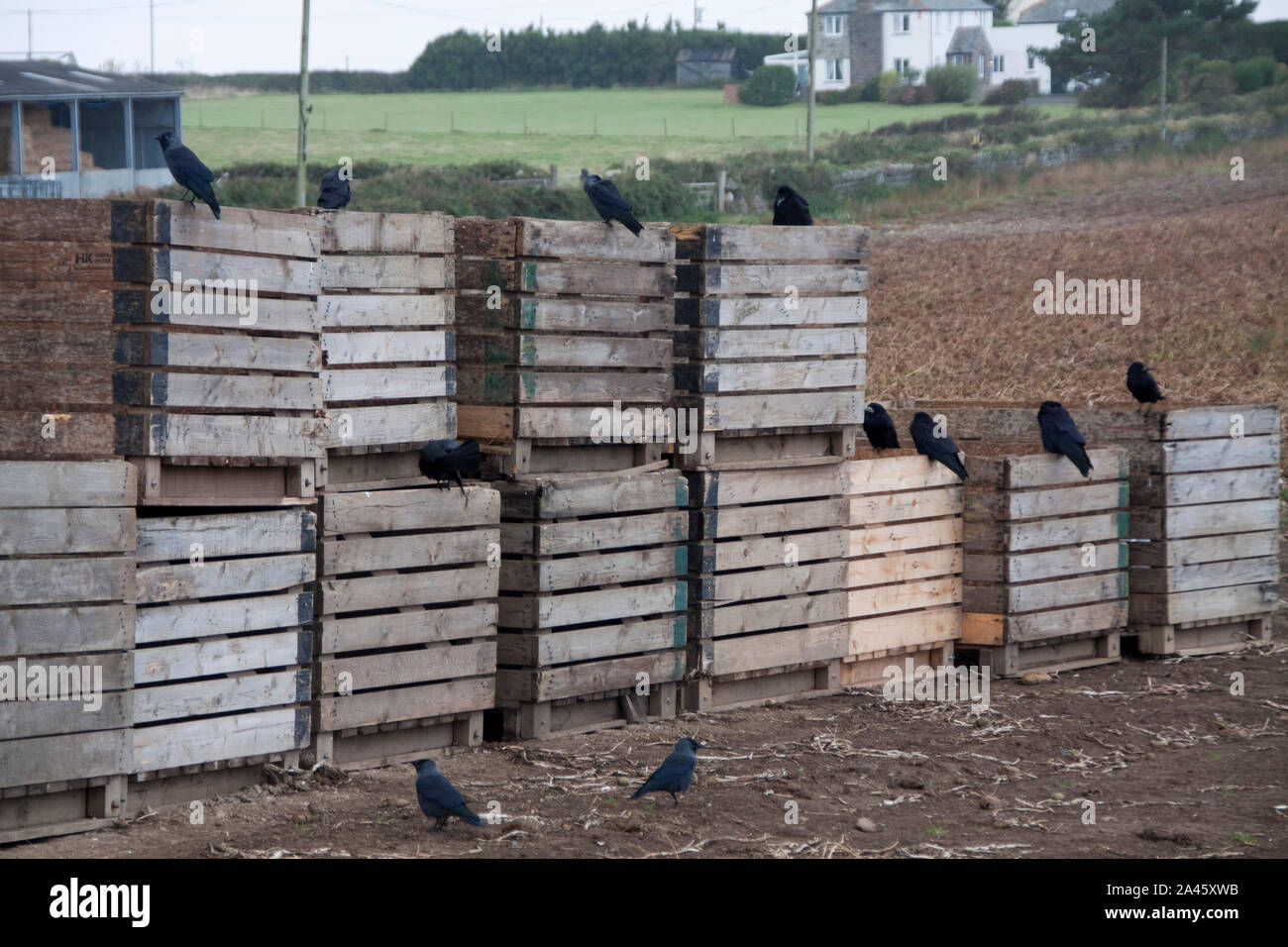 Murder crows hi-res stock photography and images - Alamy