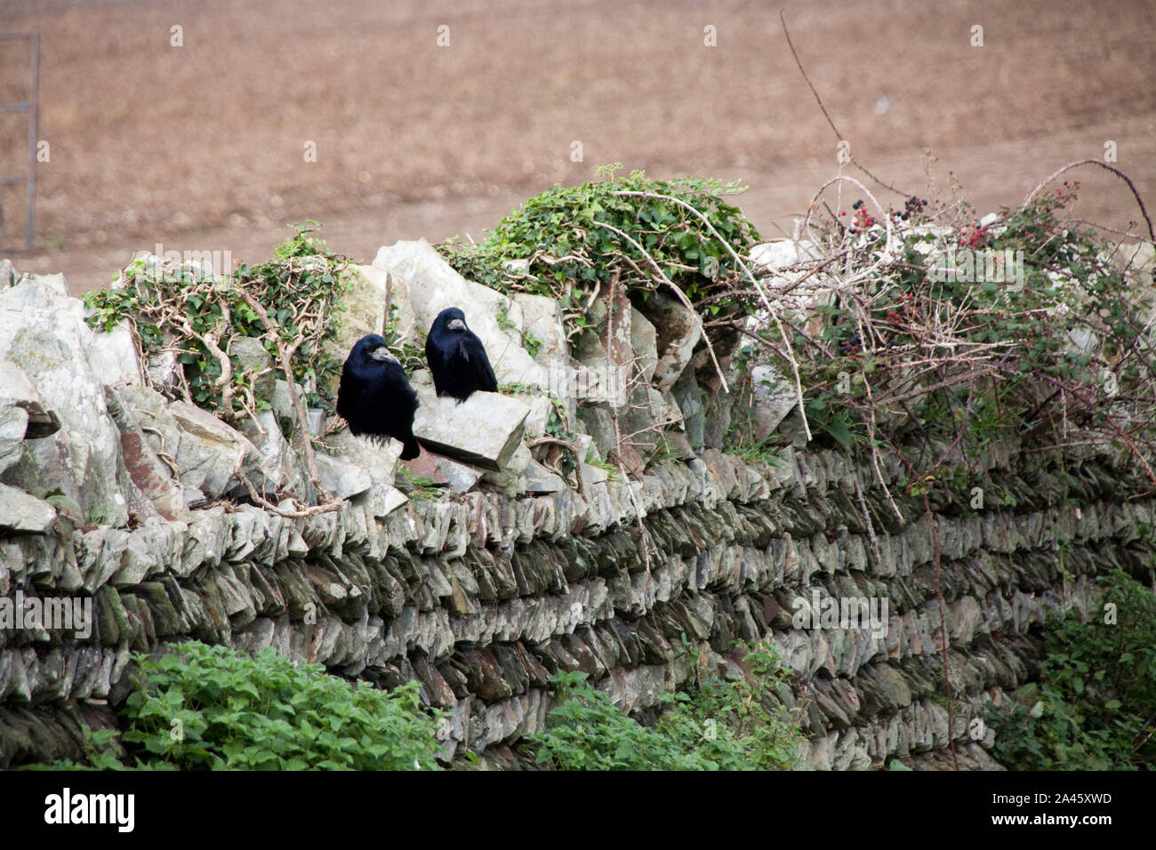 Black Crows on Stone Wall Stock Photo - Alamy