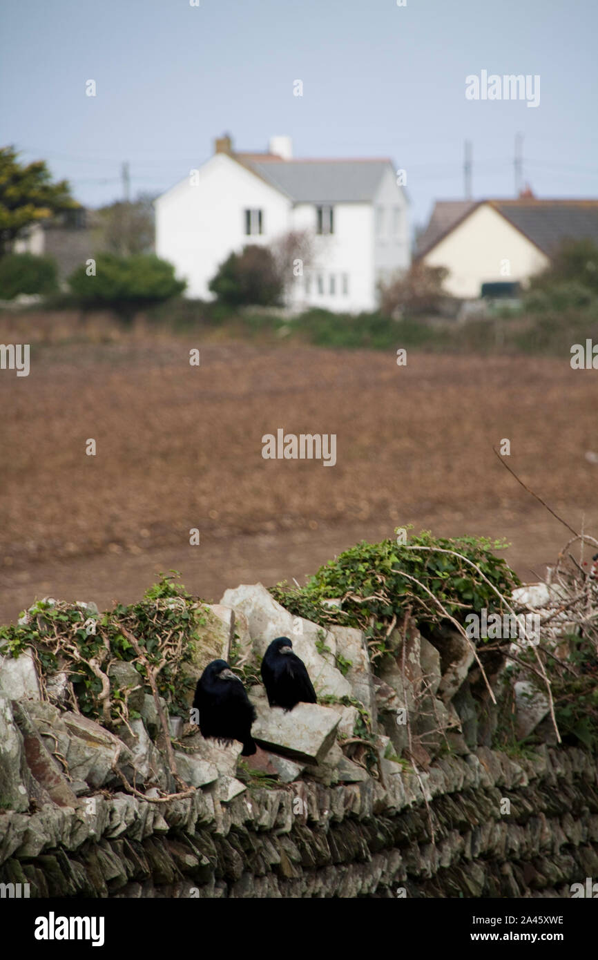 Crows and seaside hi-res stock photography and images - Alamy