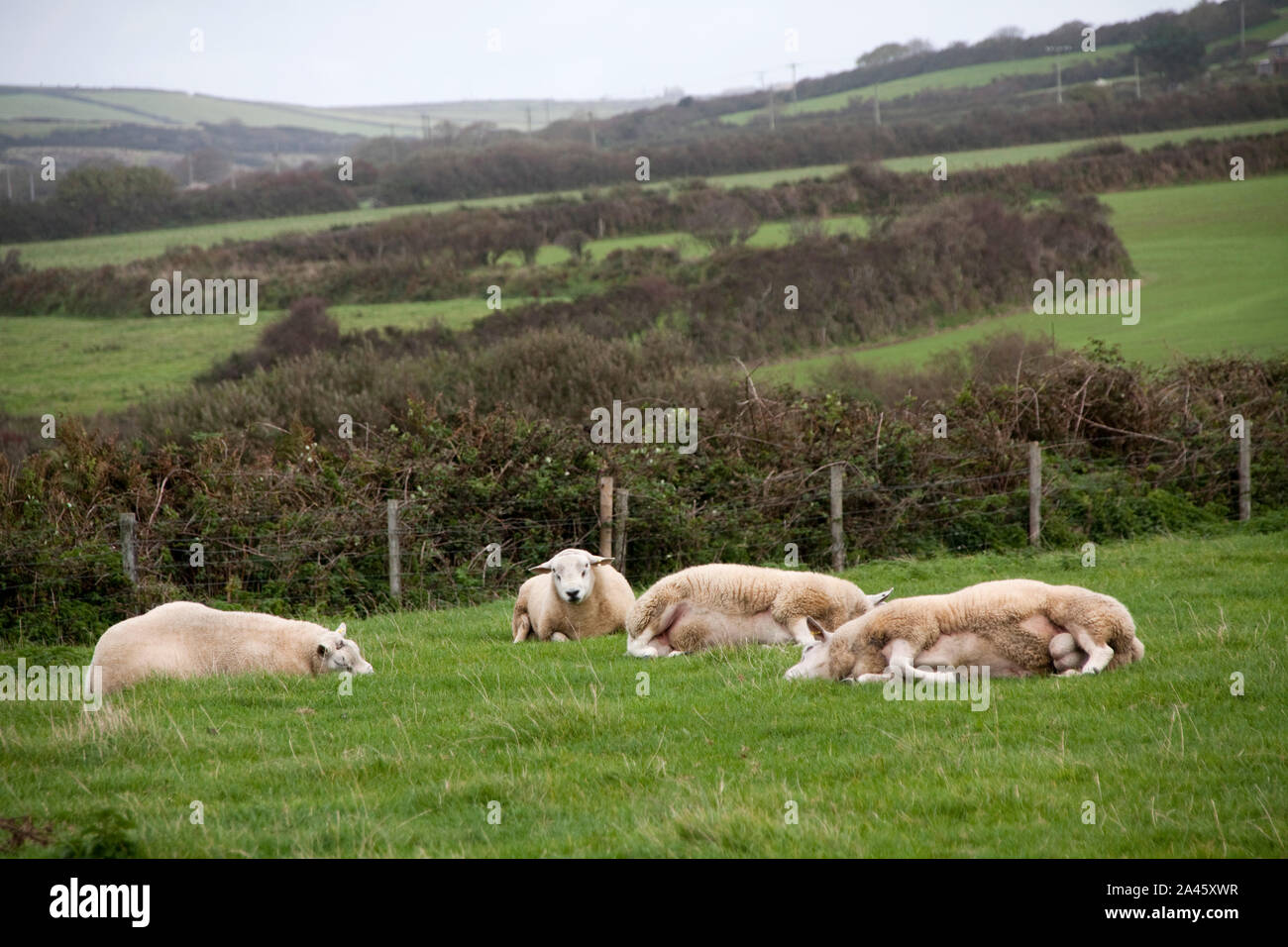Sheep having a Rest Stock Photo - Alamy