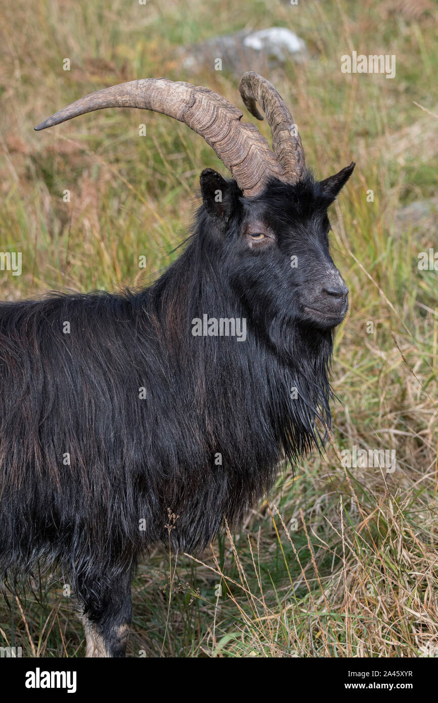 British feral goat hi-res stock photography and images - Alamy