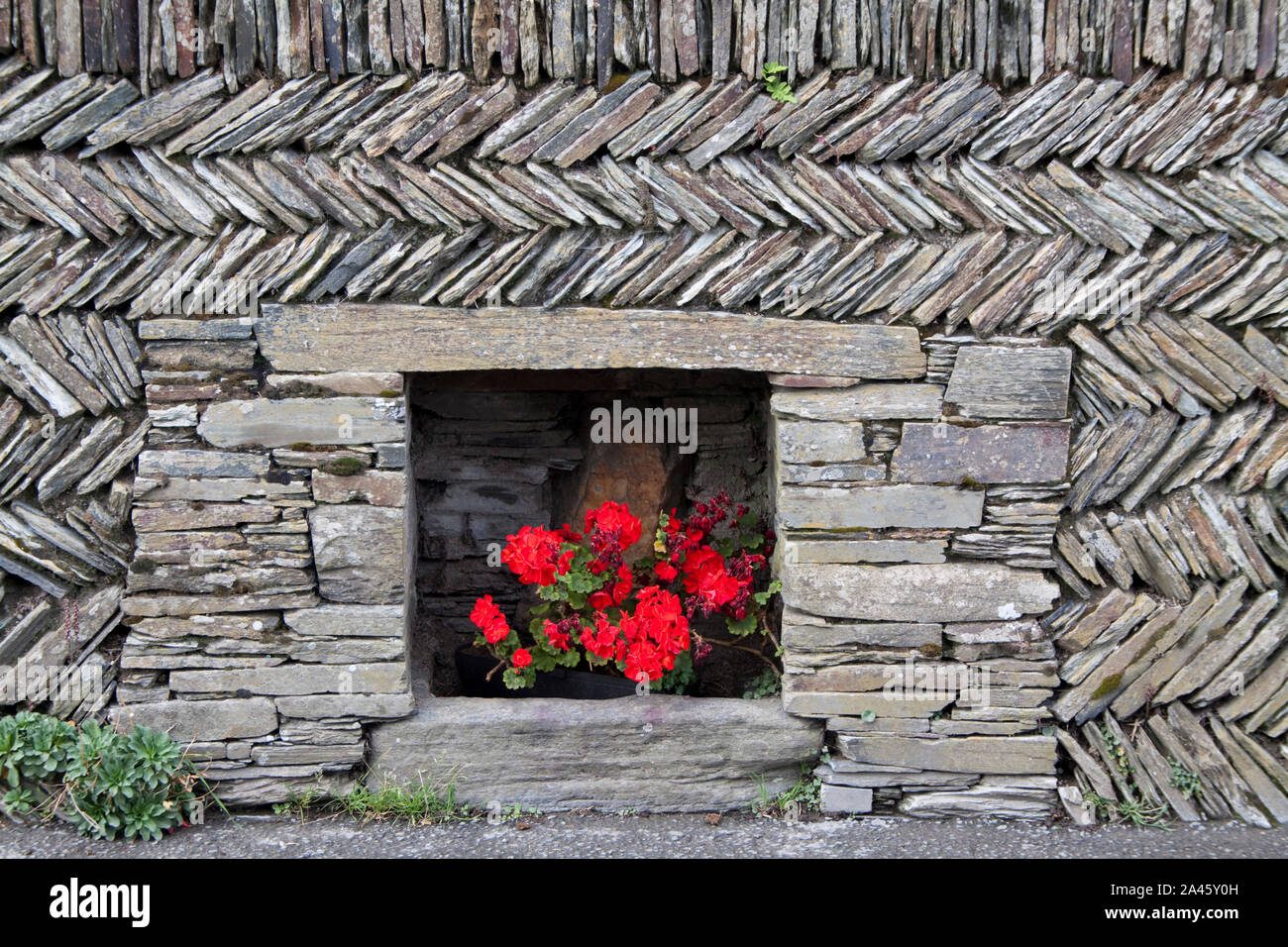 geranium Flower in stone wall Stock Photo - Alamy
