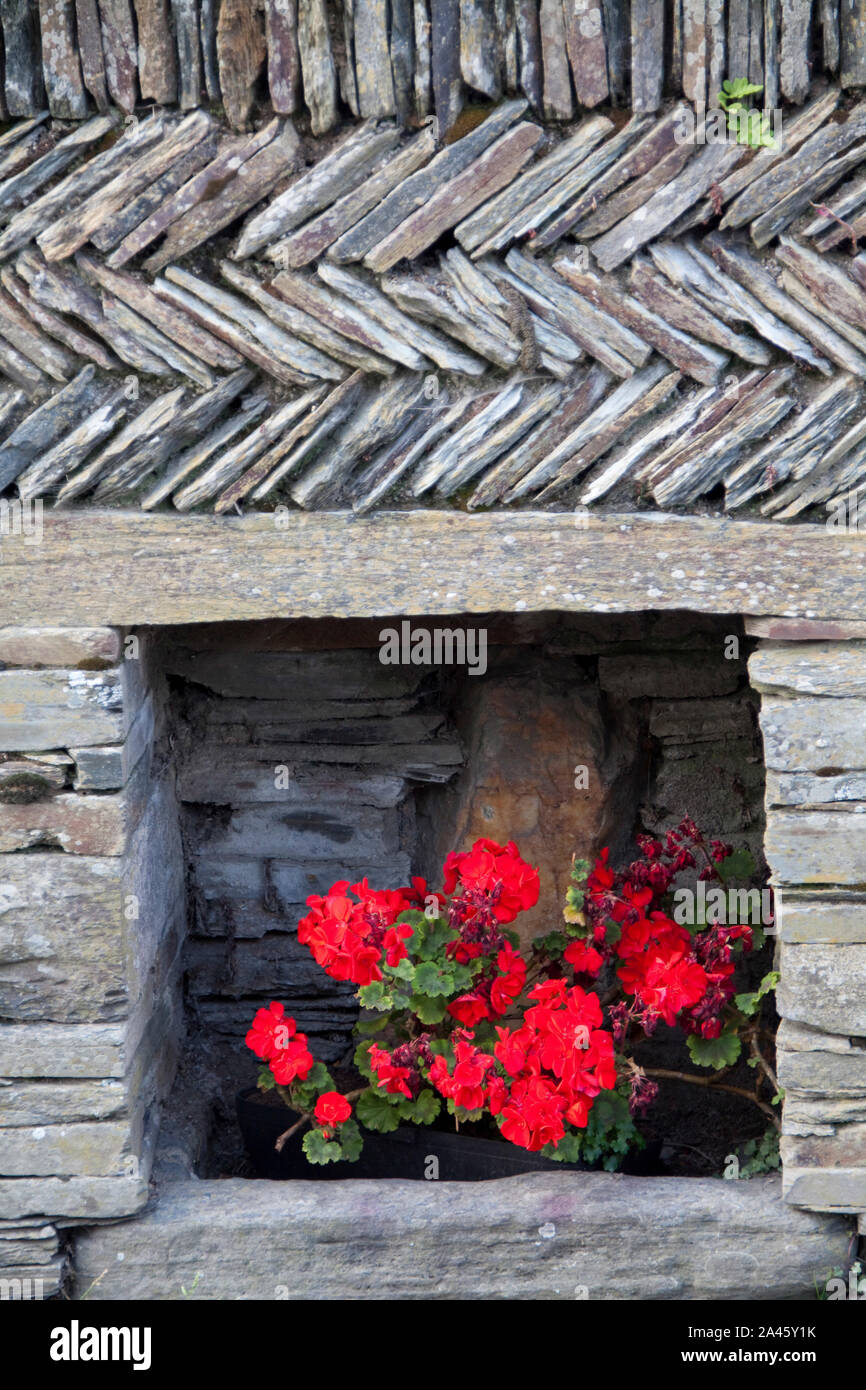 geranium Flower in stone wall Stock Photo - Alamy