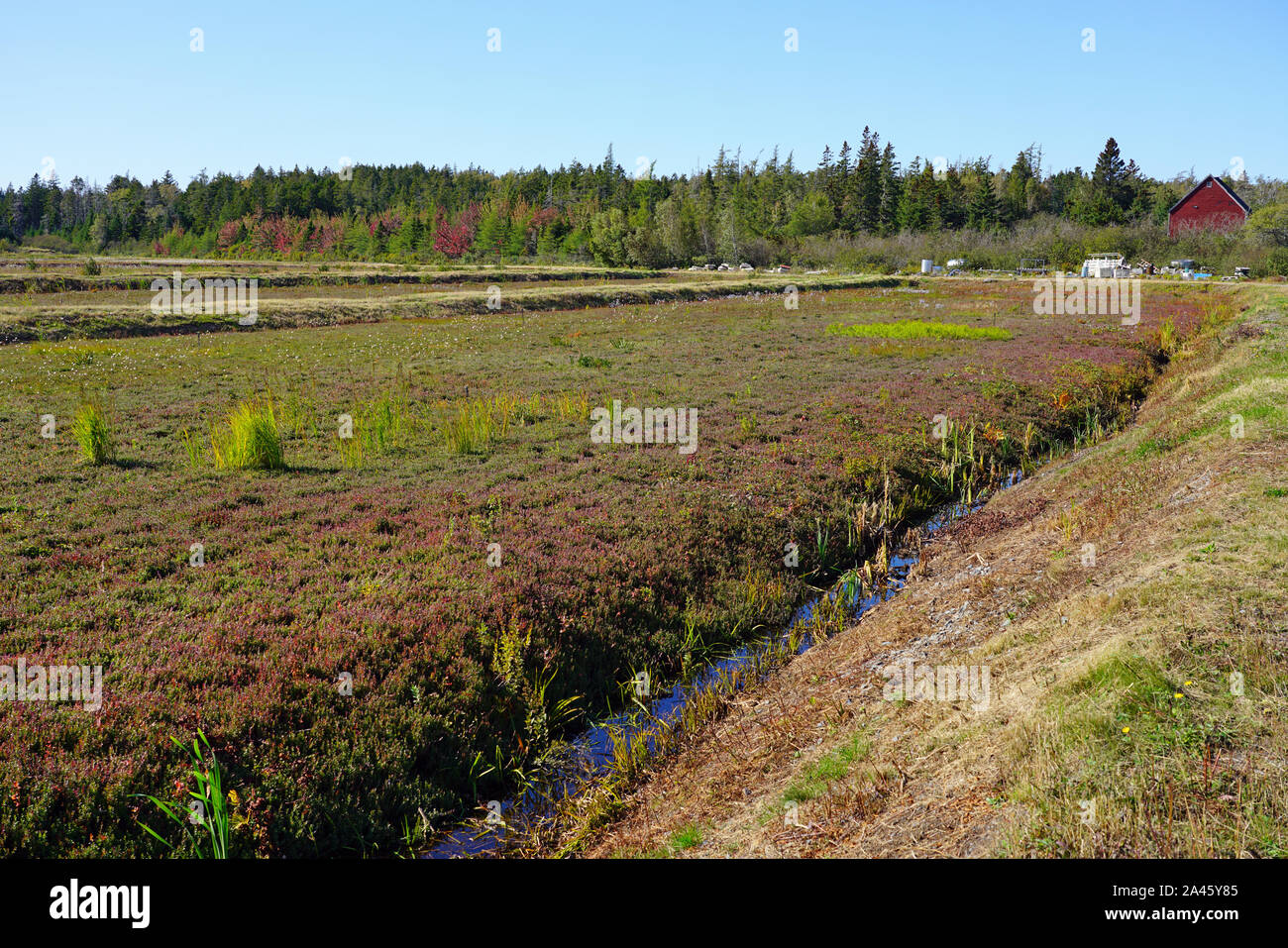Fresh cranberry plants growing in a field in Canada in the fall Stock ...