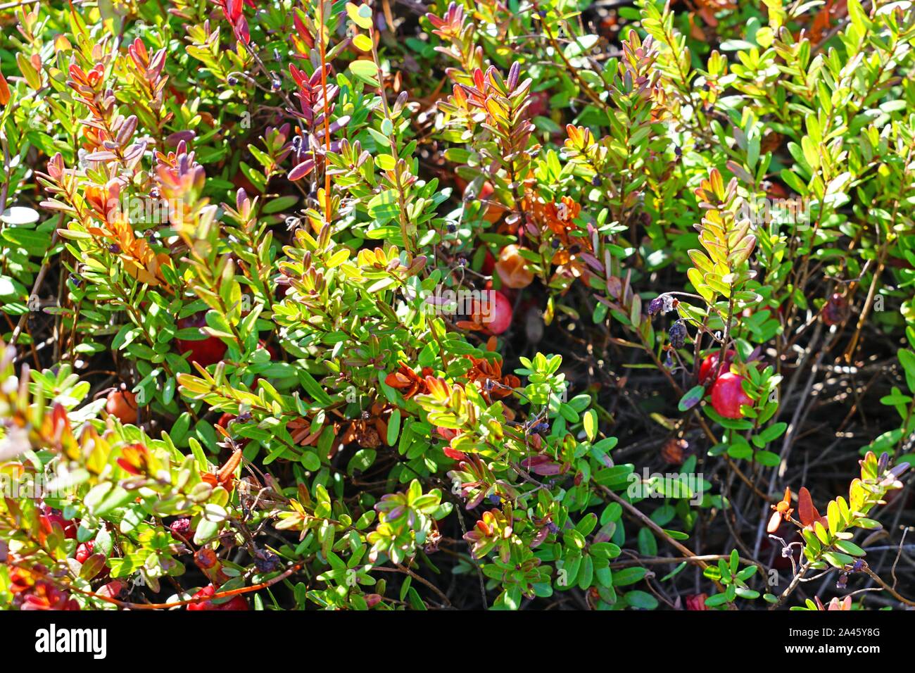 Fresh cranberry plants growing in a field in Canada in the fall Stock ...