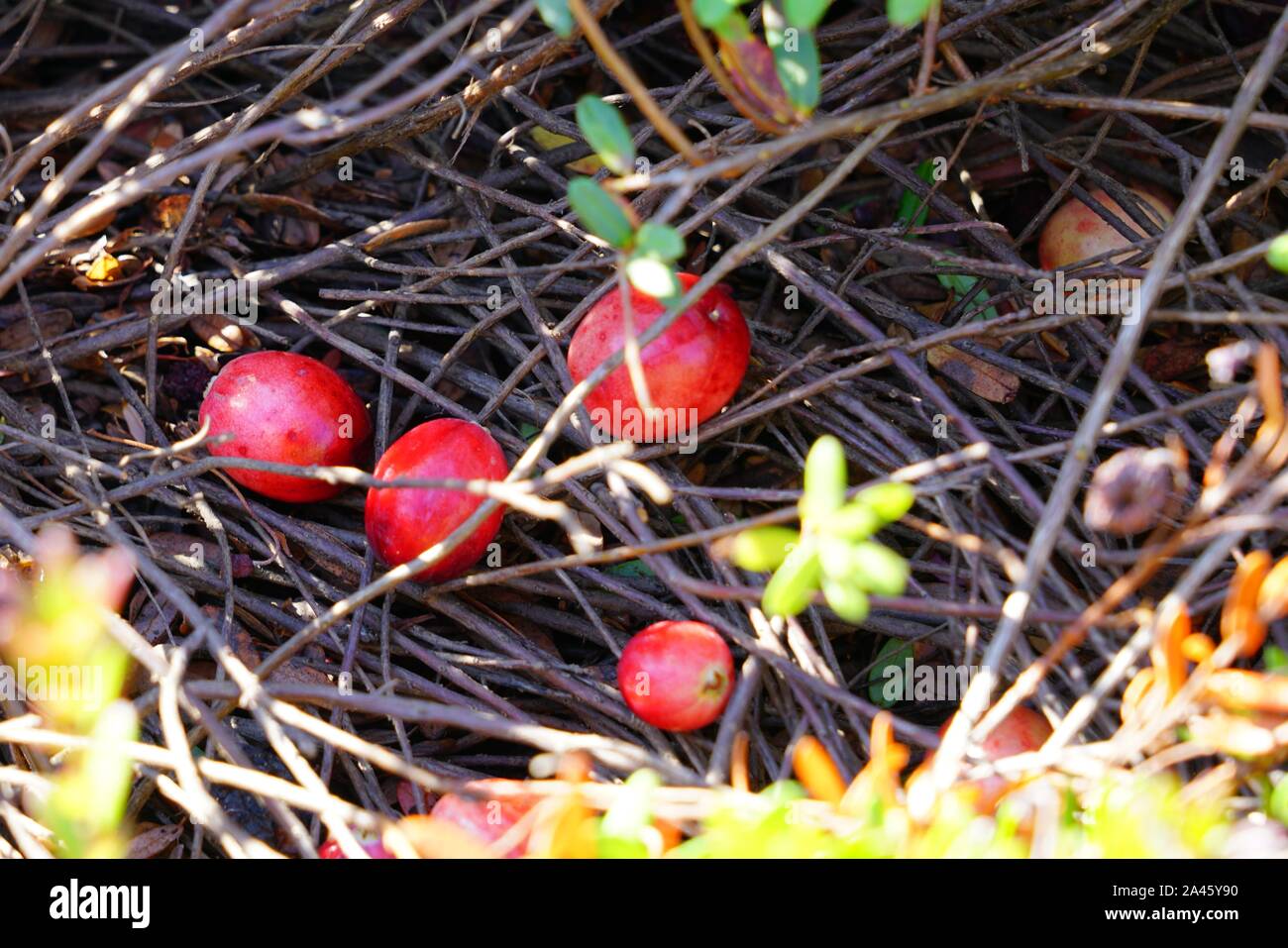 Cranberry Plants High Resolution Stock Photography and Images - Alamy