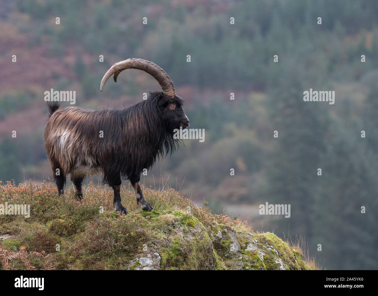 Feral goats in the Forestry Commission Wild Goat Park, New Galloway ...