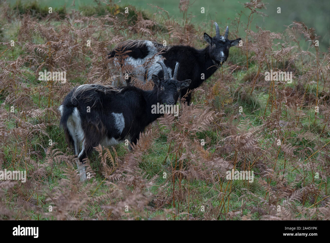 Feral goats in the Forestry Commission Wild Goat Park, New Galloway ...