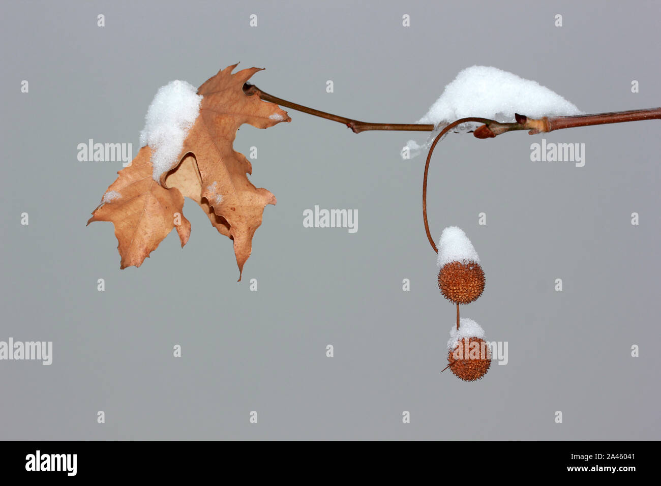 Sycamore bud winter hi-res stock photography and images - Alamy