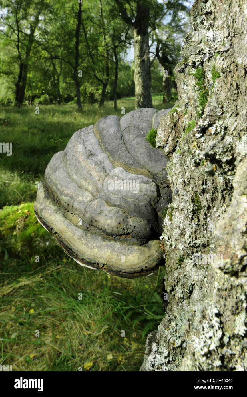 HOOF FUNGUS Fomes fomentarius Stock Photo - Alamy