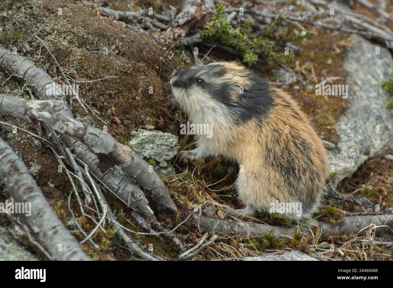 Norway lemming (Lemmus lemmus) near its burrow on the tundra ...