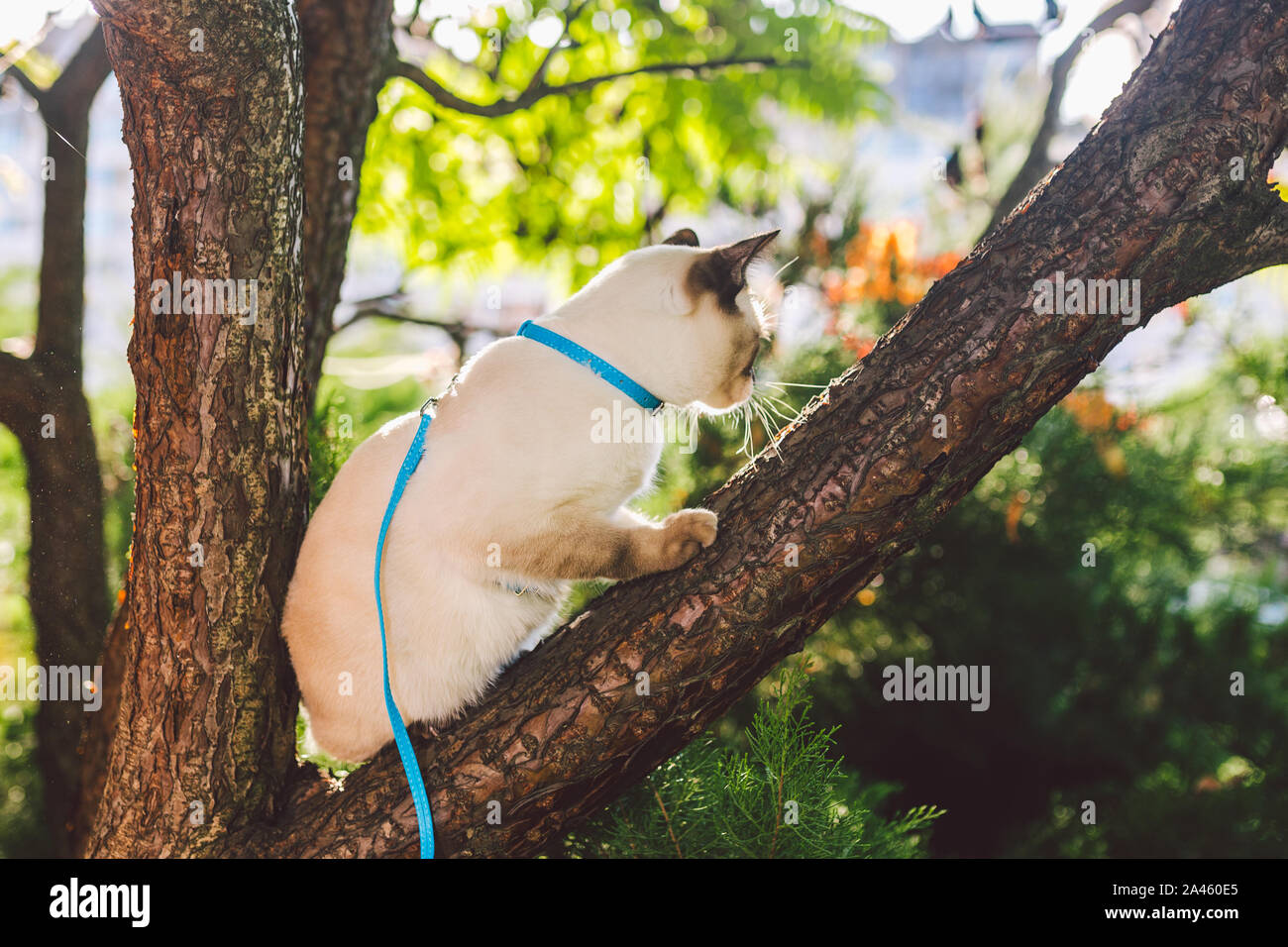Cat climbing tree. cat hunts on tree. adorable cat portrait stay on ...