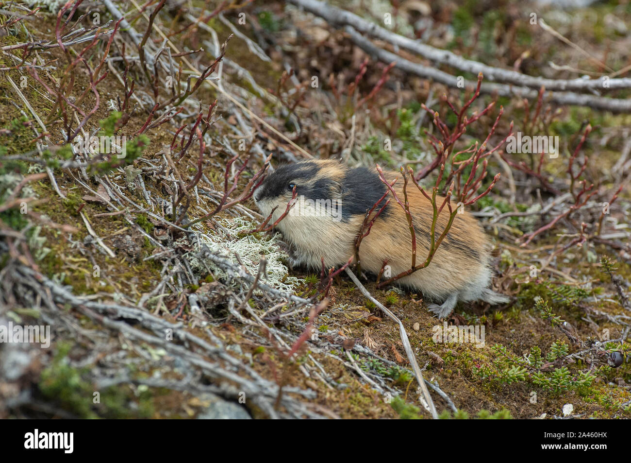 Norway lemming (Lemmus lemmus) near its burrow on the tundra ...