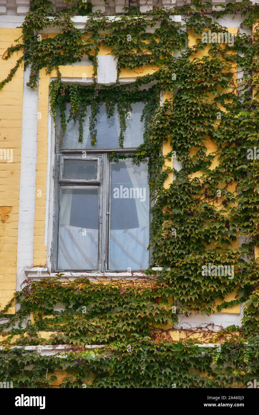 Creeper around windows hi-res stock photography and images - Alamy