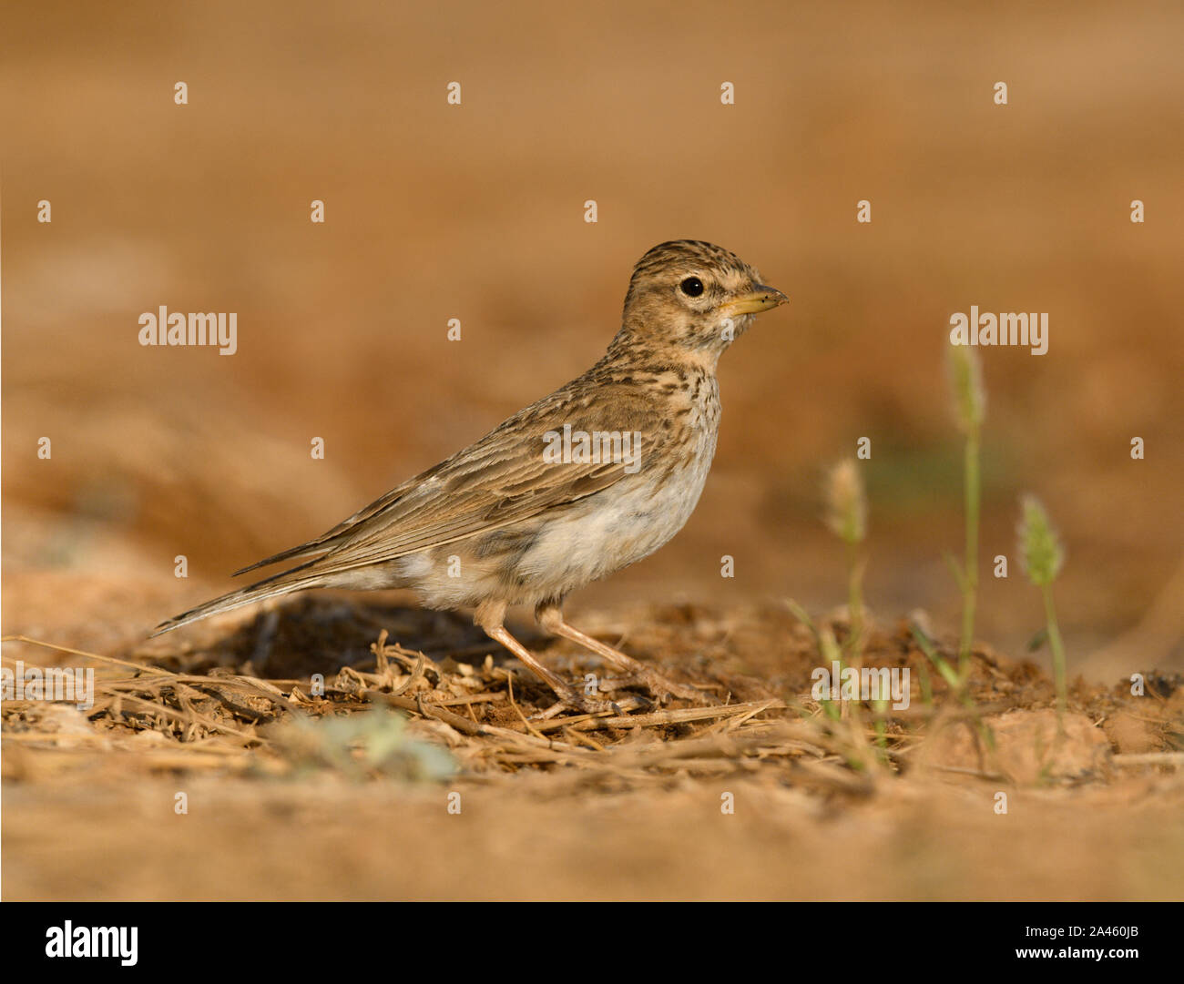 Lesser Short-toed Lark - Calandrella rufescens Stock Photo - Alamy