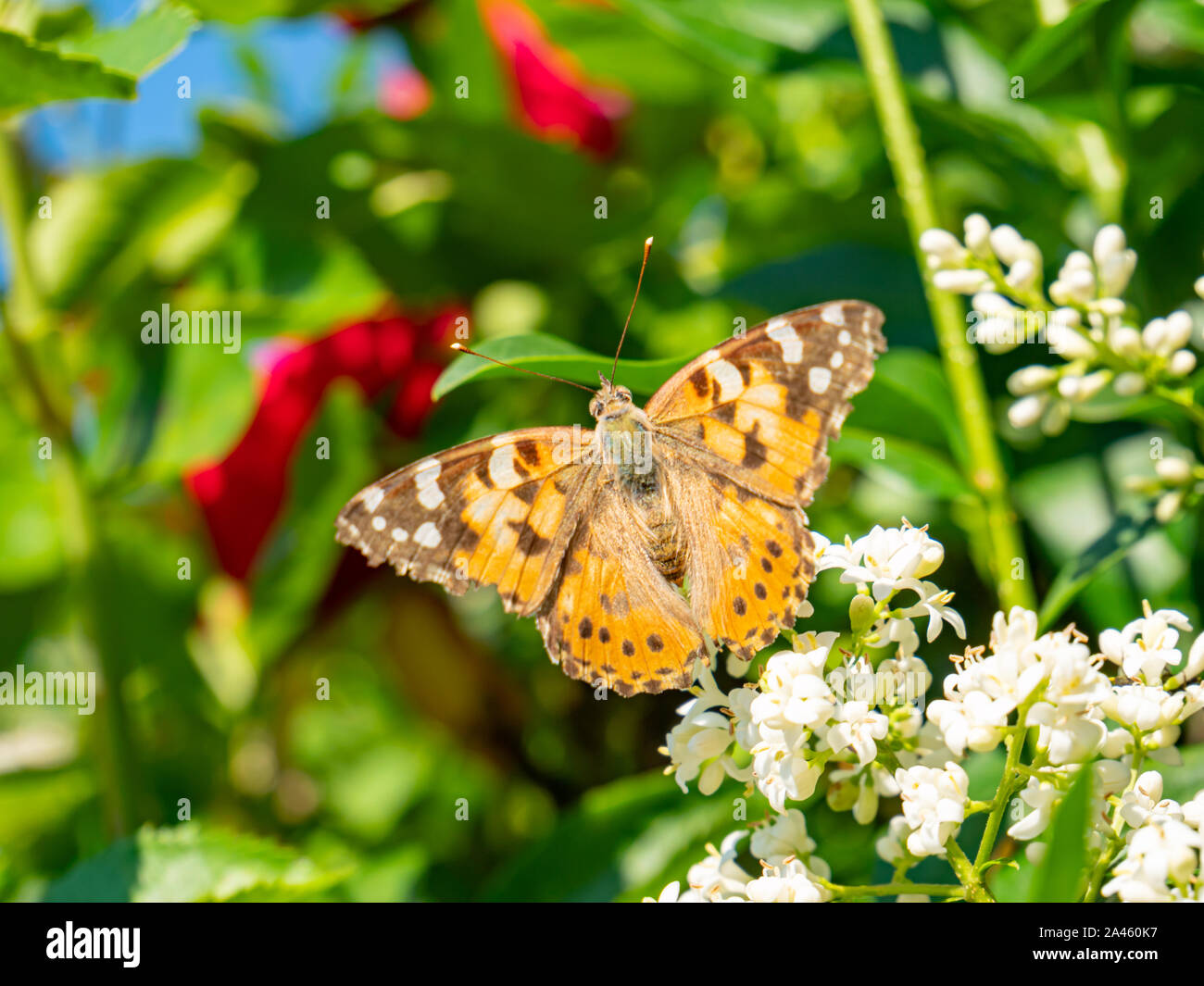 Painted lady in the sun in spring Stock Photo - Alamy