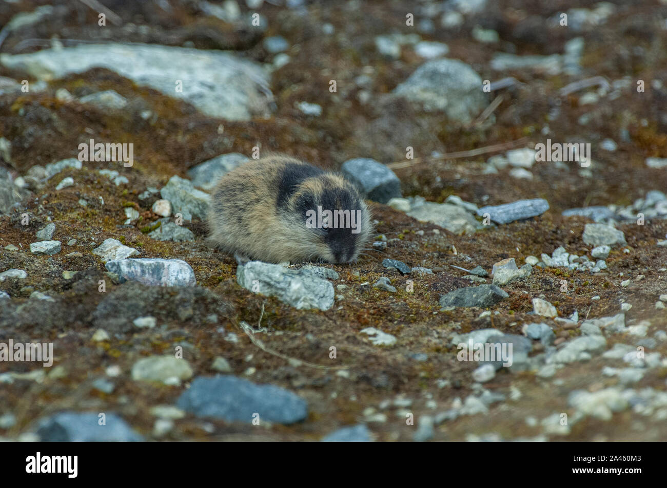 Norway lemming (Lemmus lemmus) near its burrow on the tundra ...