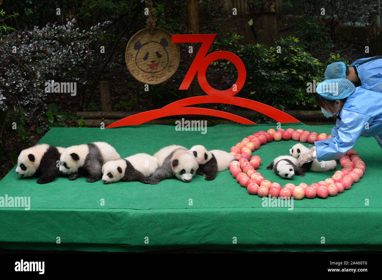 The staff woking at the Chengdu Research Base of Giant panda Breeding ...
