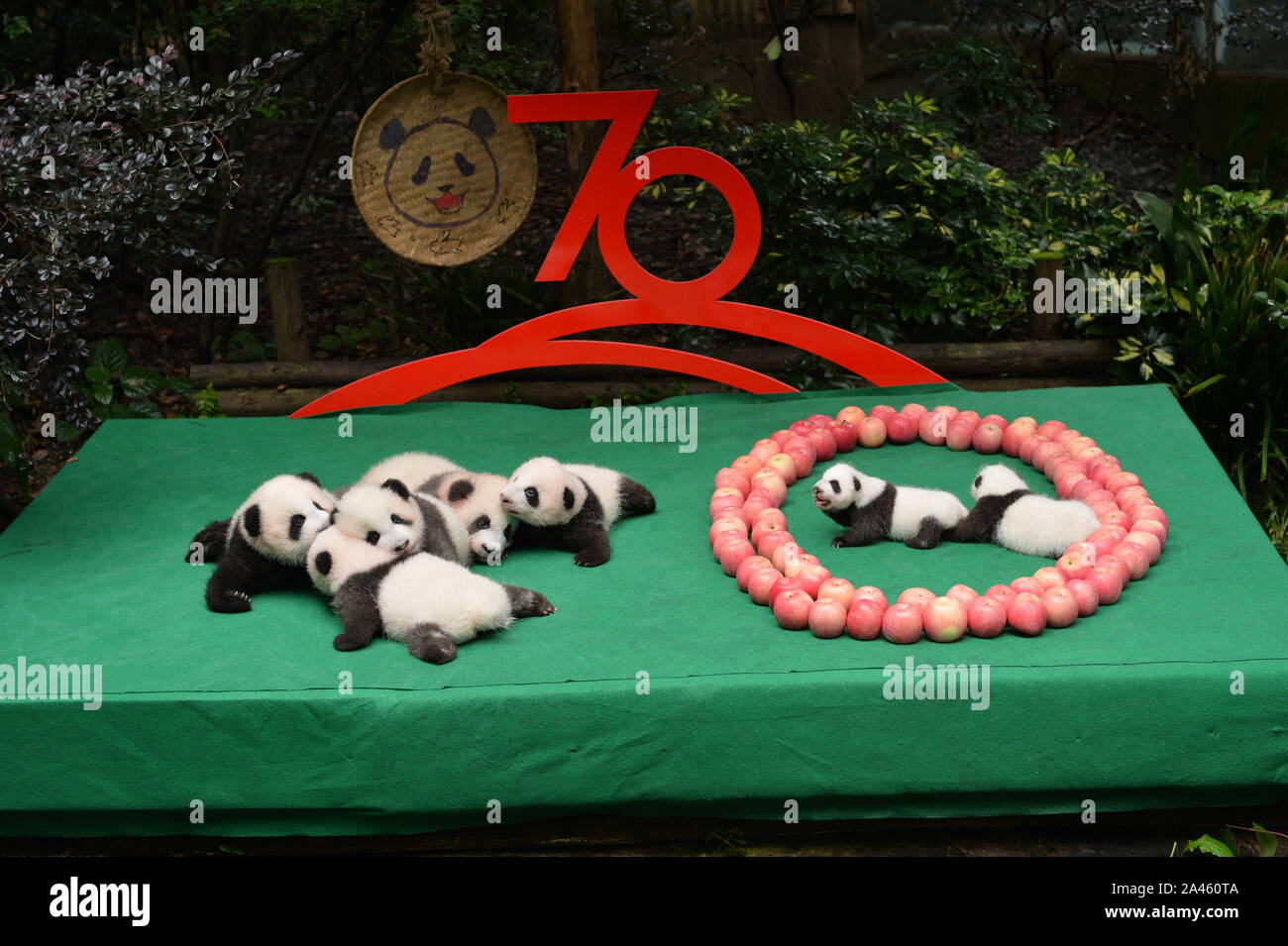Pandas crawl on the display stand in Chengdu Research Base of Giant ...