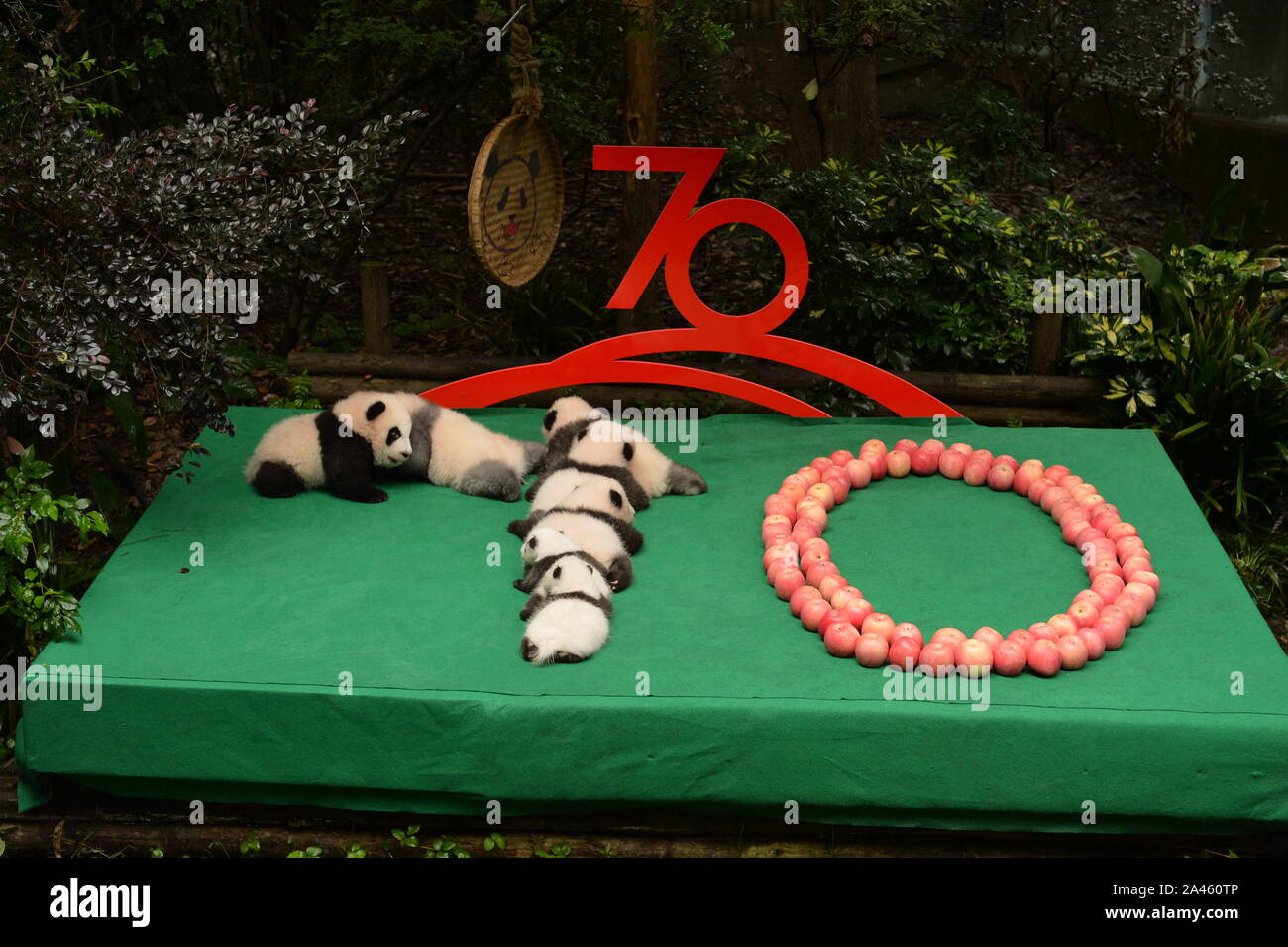 The staff woking at the Chengdu Research Base of Giant panda Breeding ...