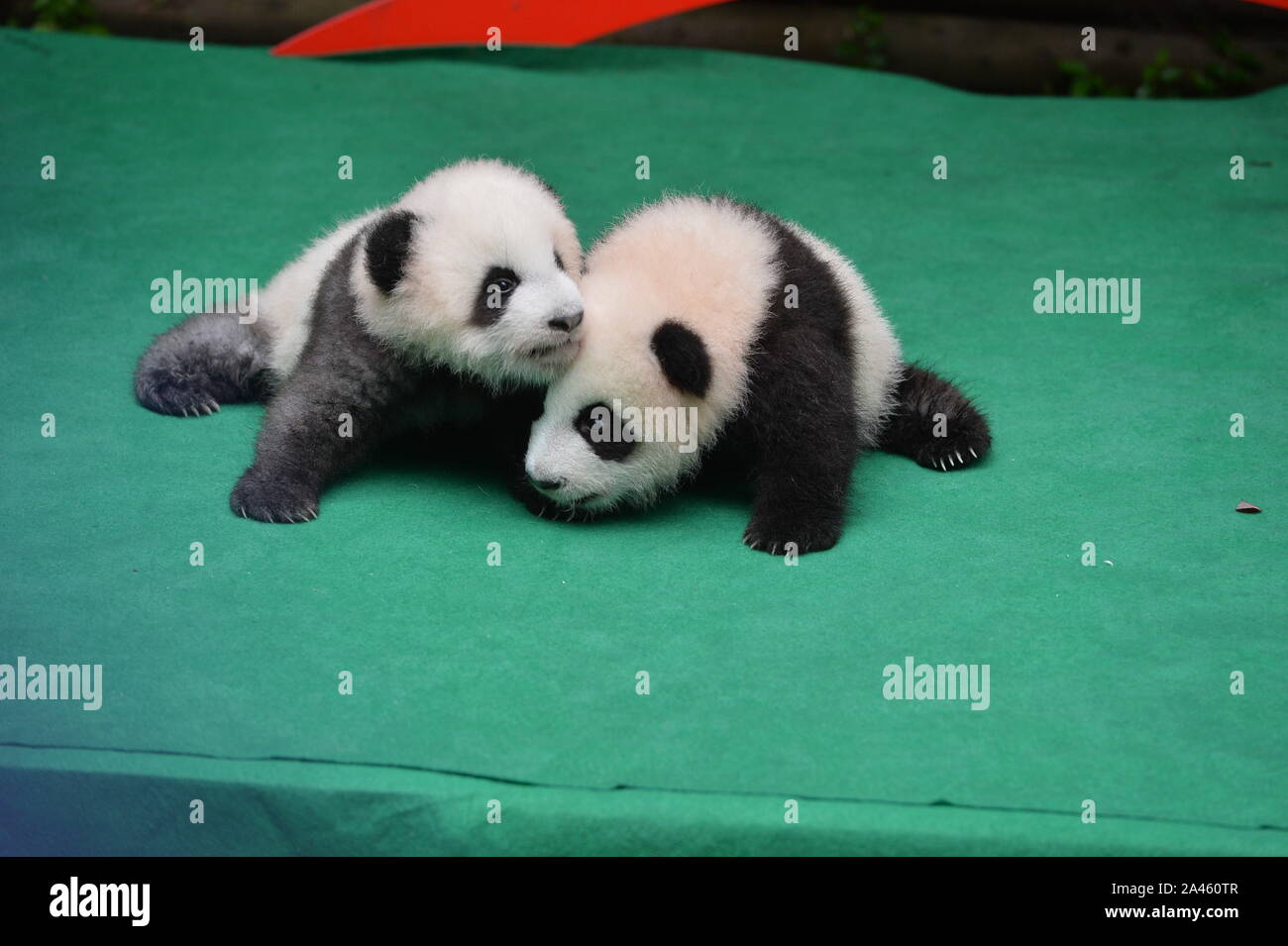 Pandas crawl on the display stand in Chengdu Research Base of Giant ...