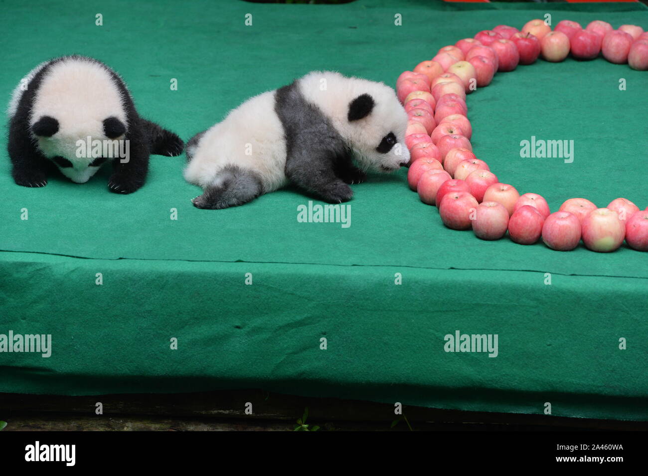 Pandas play the balloons in Chengdu Research Base of Giant panda ...