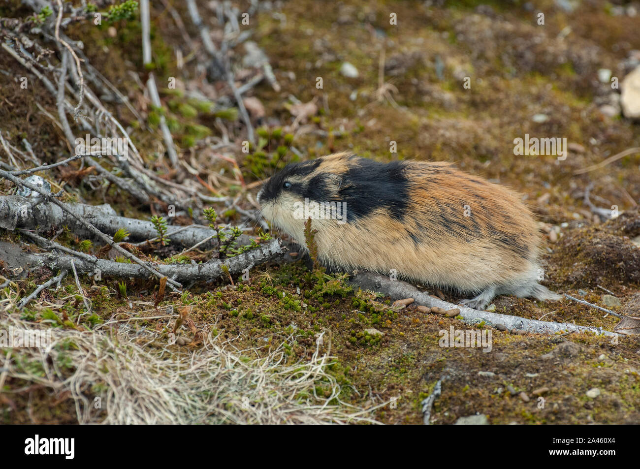 Norway lemming (Lemmus lemmus) near its burrow on the tundra ...