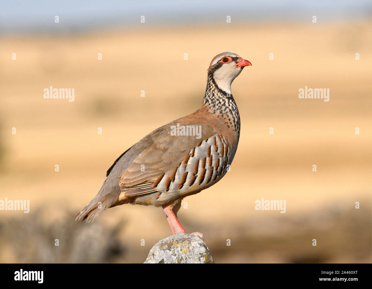 Red-legged Partridge - Alectoris rufa Stock Photo - Alamy