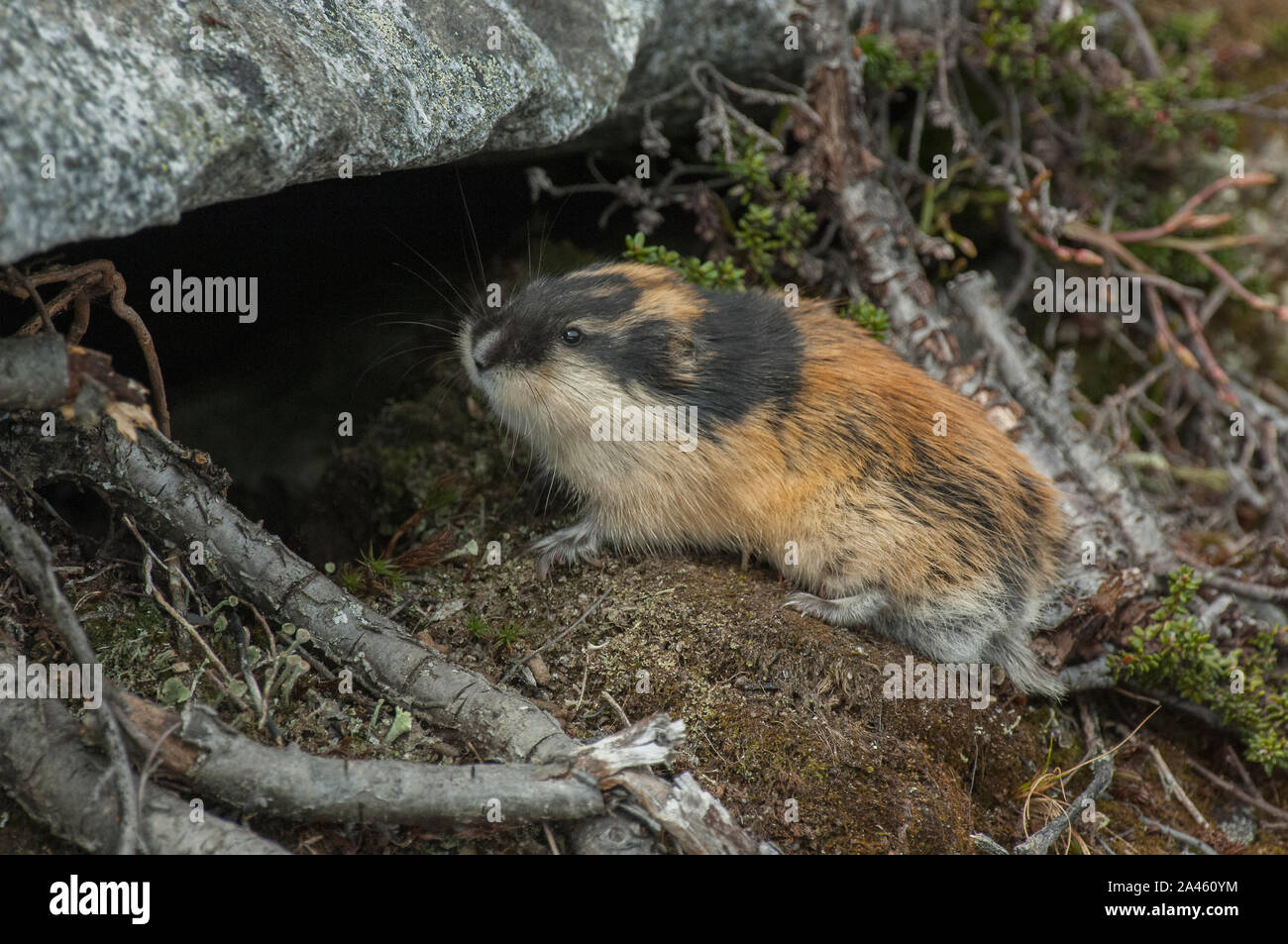 Norway lemming (Lemmus lemmus) near its burrow on the tundra ...
