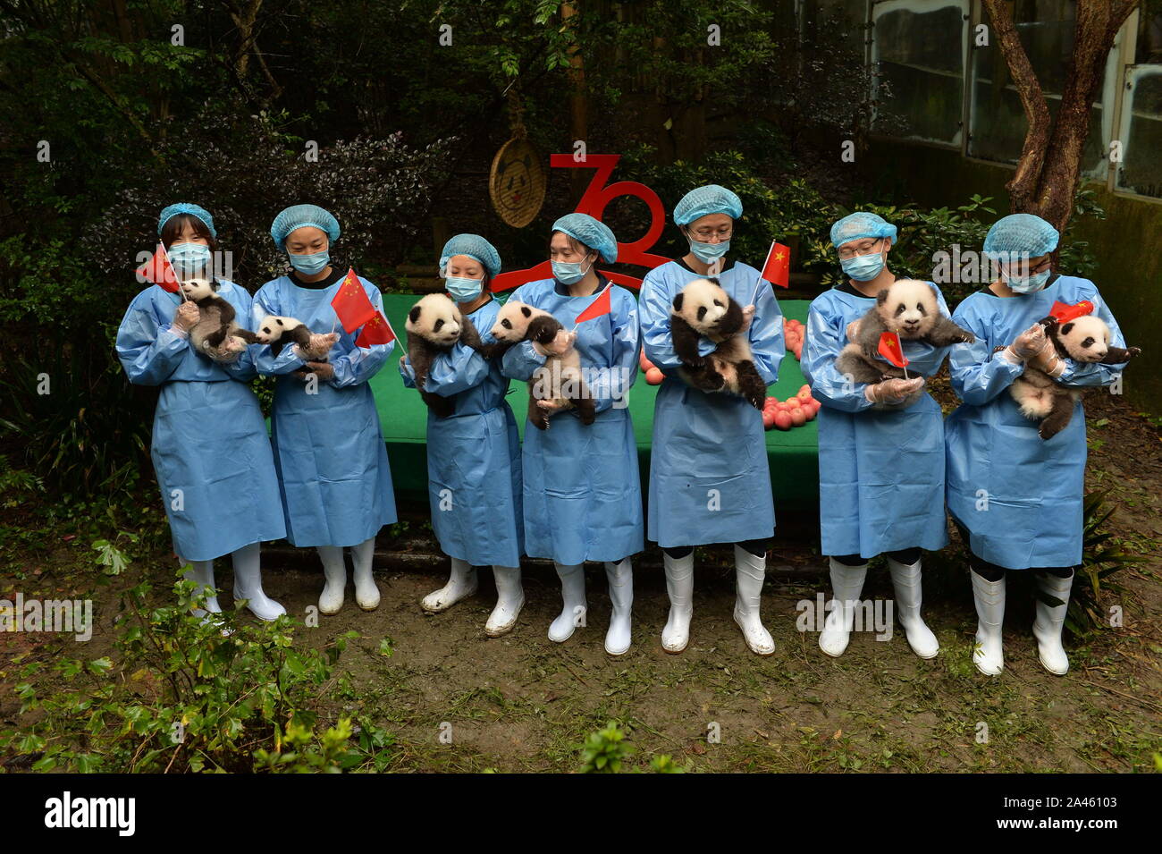 The staff woking at the Chengdu Research Base of Giant panda Breeding ...