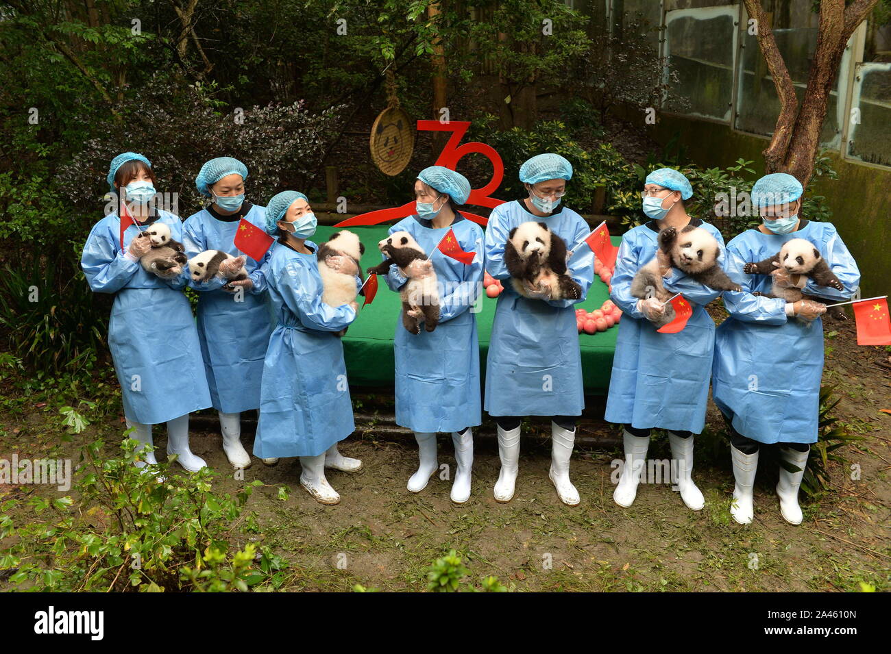 The staff woking at the Chengdu Research Base of Giant panda Breeding ...