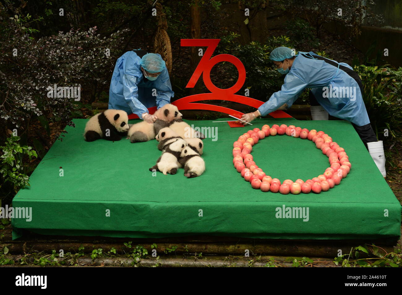 The staff woking at the Chengdu Research Base of Giant panda Breeding ...