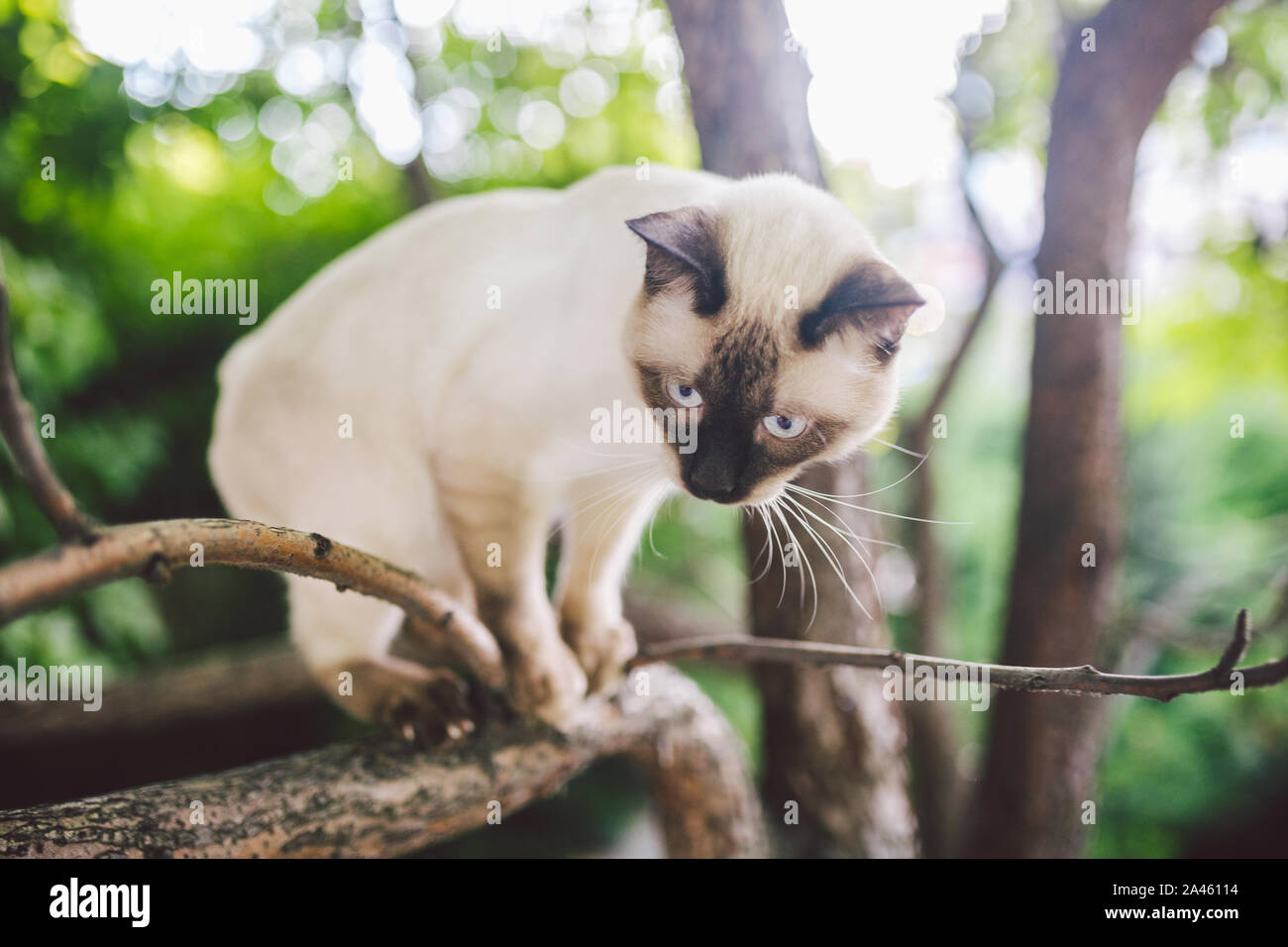 Cat climbing tree. cat hunts on tree. adorable cat portrait stay on ...