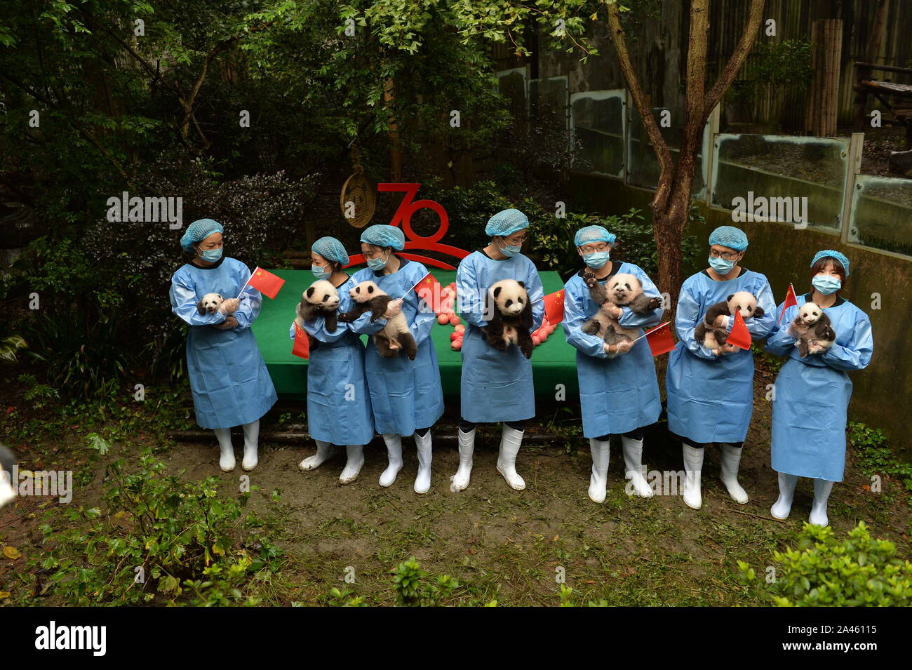 The staff woking at the Chengdu Research Base of Giant panda Breeding ...