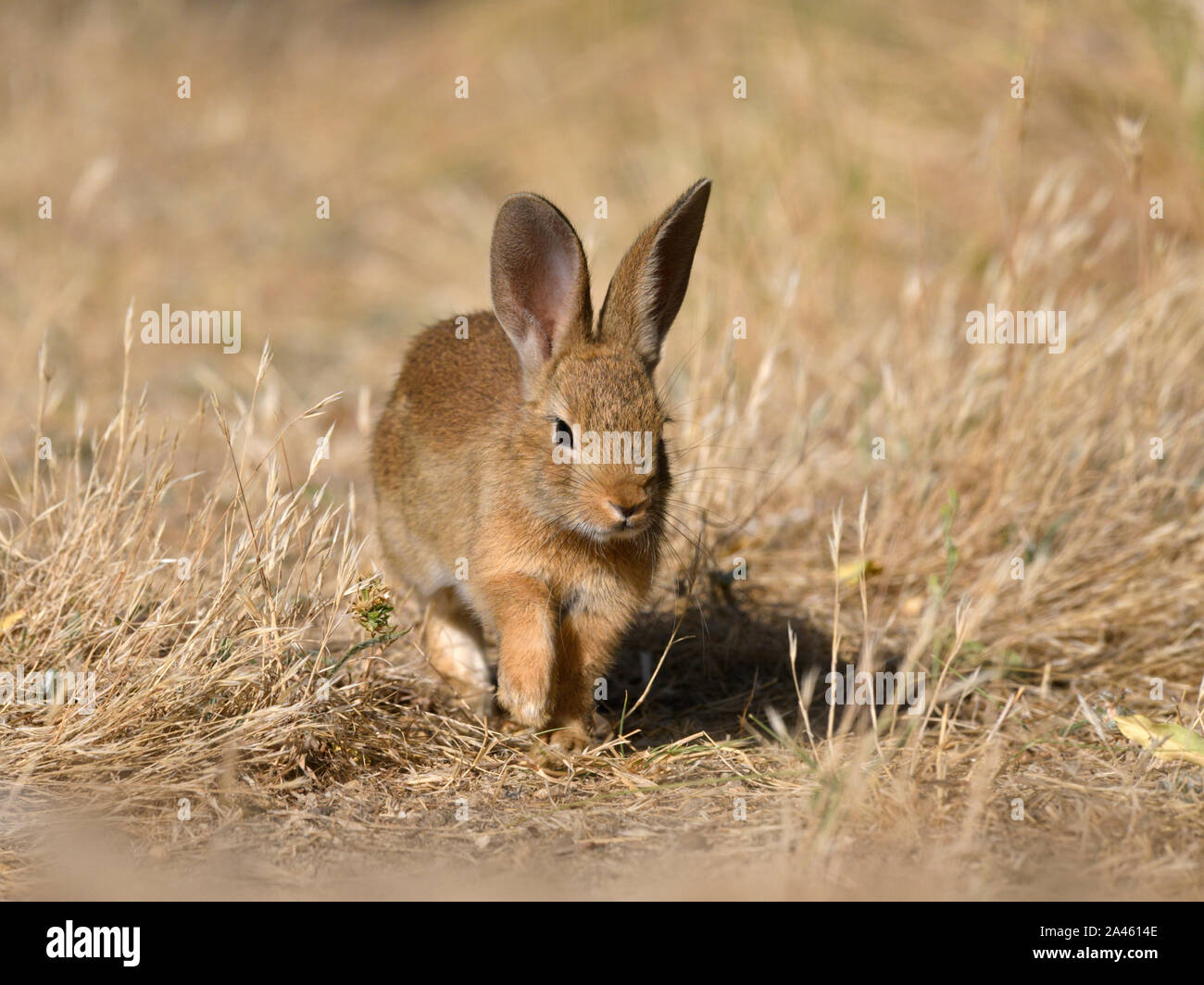 Rabbit - Oryctolagus cuniculus Stock Photo - Alamy