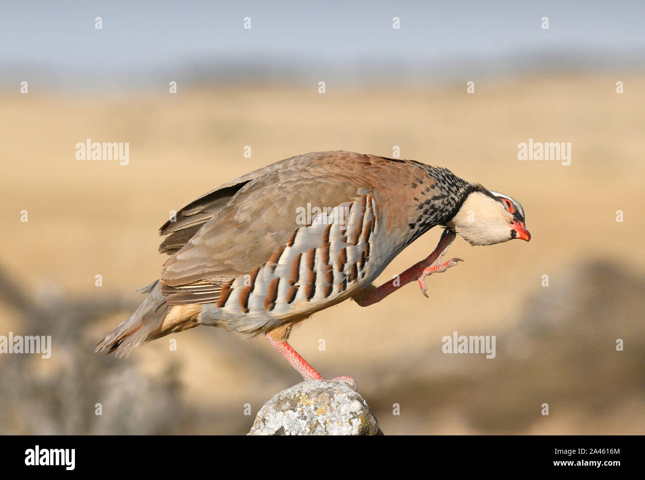 Red-legged Partridge - Alectoris rufa Stock Photo - Alamy