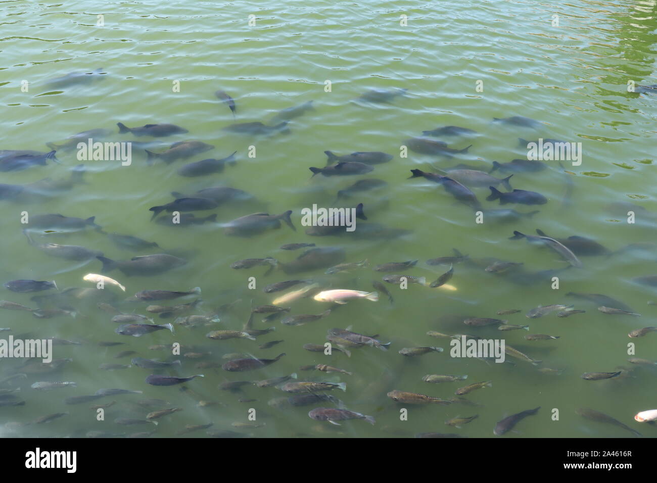 Tropical peaceful freshwater fish in a garden pond. A flock of ...