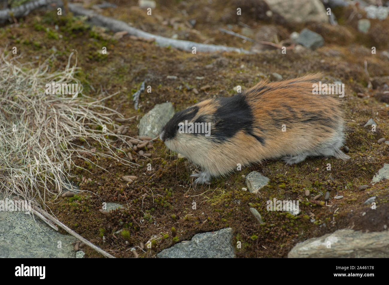 Norway lemming (Lemmus lemmus) near its burrow on the tundra ...