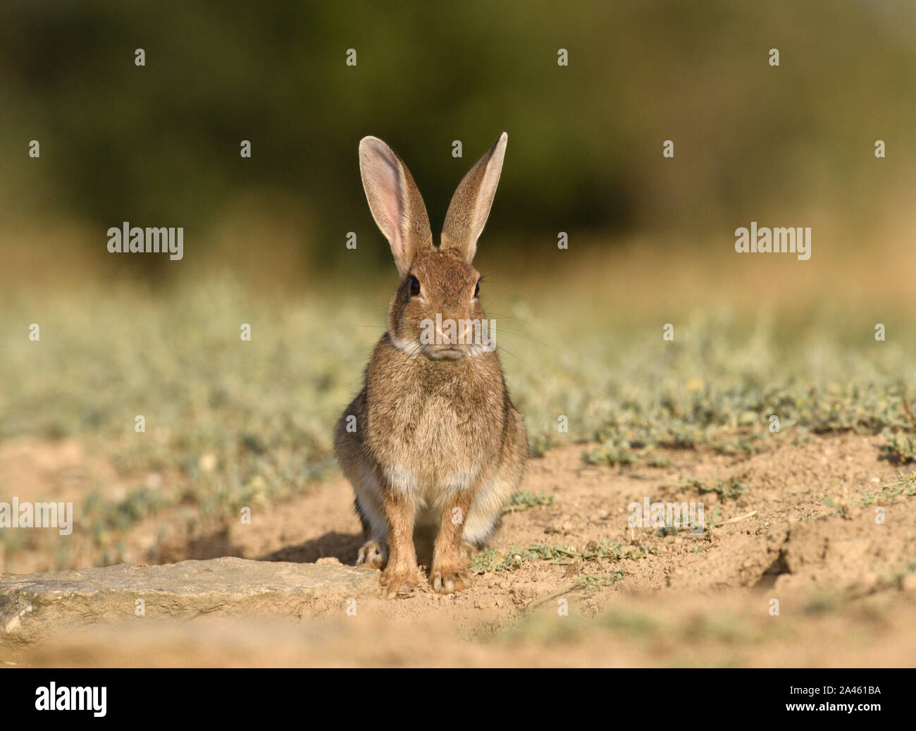 Rabbit - Oryctolagus cuniculus Stock Photo - Alamy