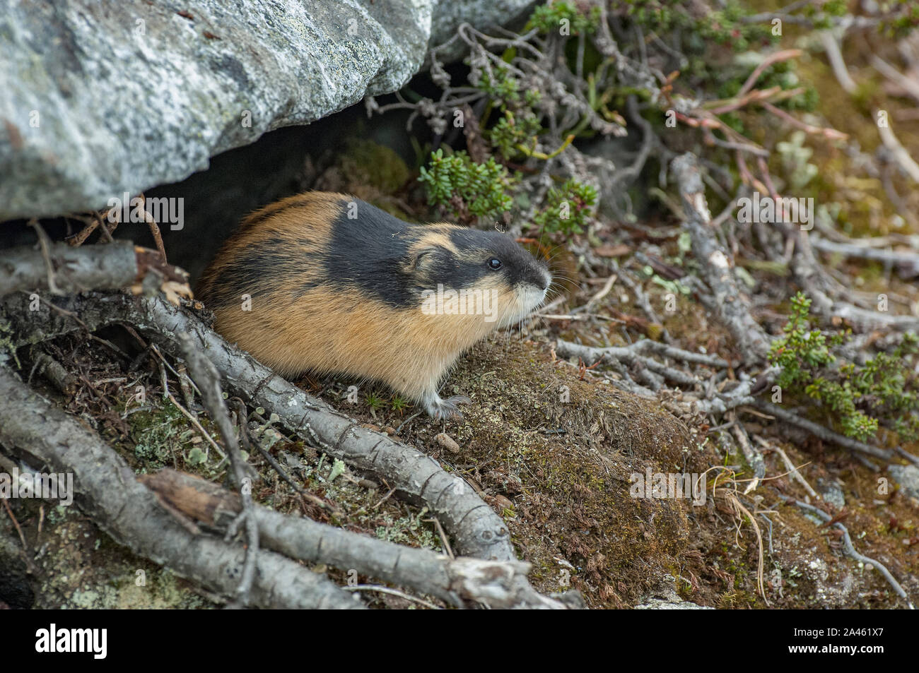 Norway lemming (Lemmus lemmus) near its burrow on the tundra ...