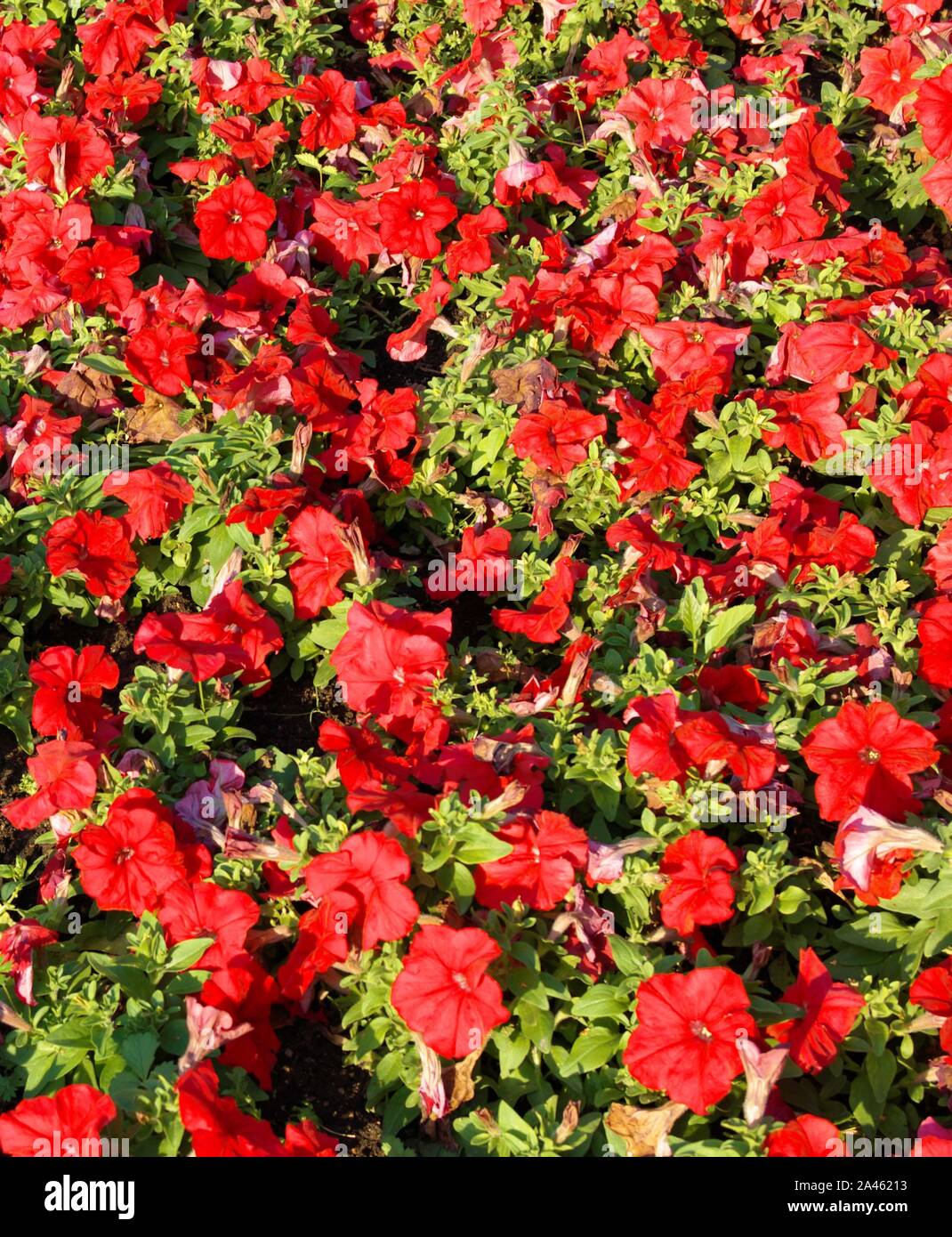 red little flowers Stock Photo - Alamy