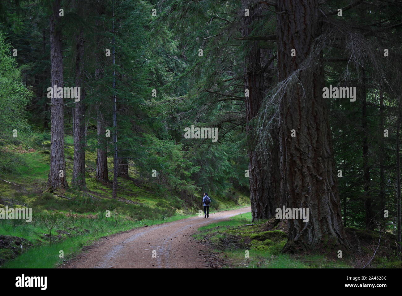 Nature walks in the forest hi-res stock photography and images - Alamy