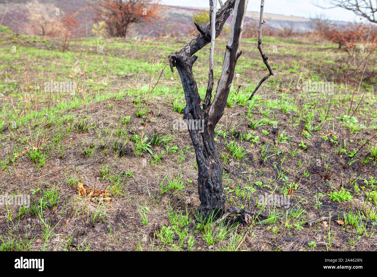 burnt tree after fire in the forest Stock Photo - Alamy