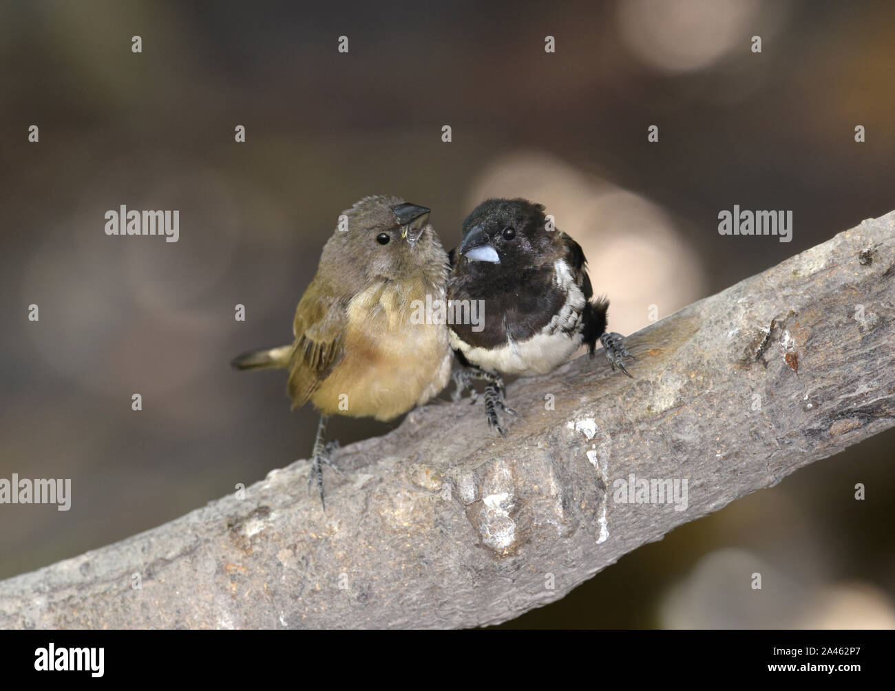 Bronze mannakin lonchura cucullata hi-res stock photography and images ...